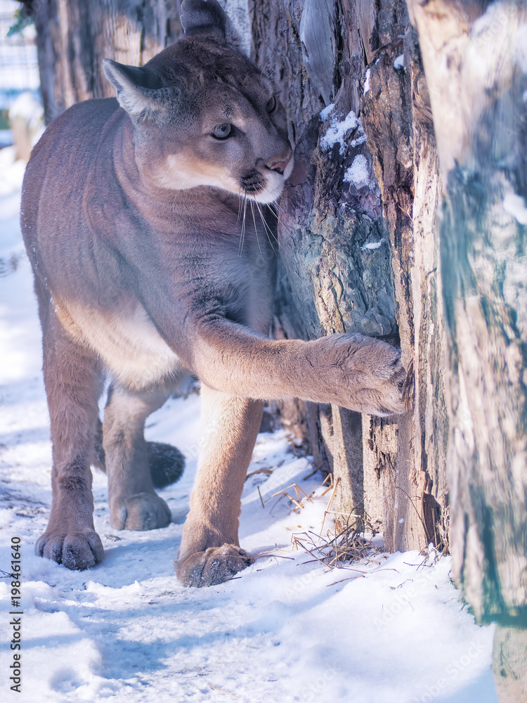 Puma at the snow dangerous close-up Stock Photo | Adobe Stock