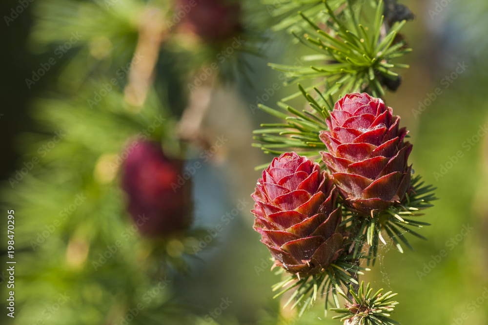 Young cones of the European larch - a common tree of the northern ...
