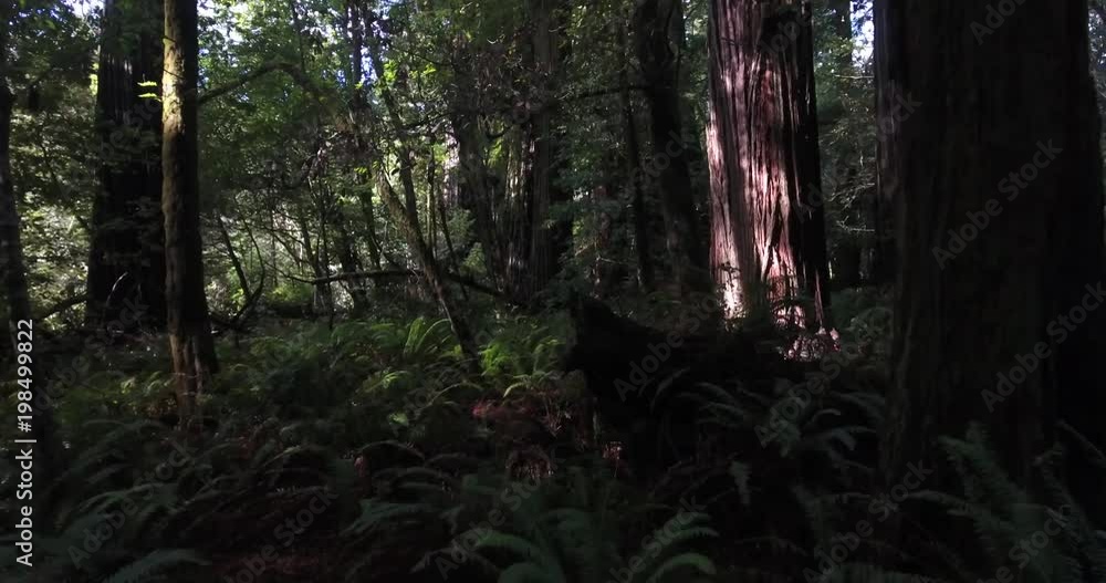 Redwood forest inside push, Aerial, 4K, 14s, 8of50, Forest Trees ...
