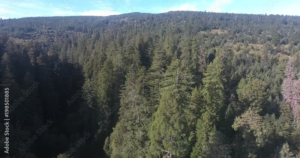 Flying over tree tops LOW Redwood, Aerial, 4K, 25s, 27of50, Forest ...