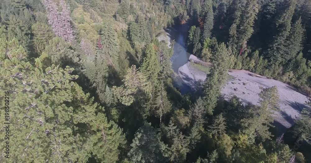 Vidéo Stock Pan to look up at the tallest trees in the WORLD Redwood ...