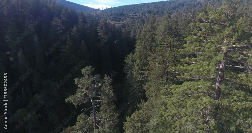 Through Tree TOPS LONG flight Redwood Forest, Aerial, 4K, 49s, 32of50 ...