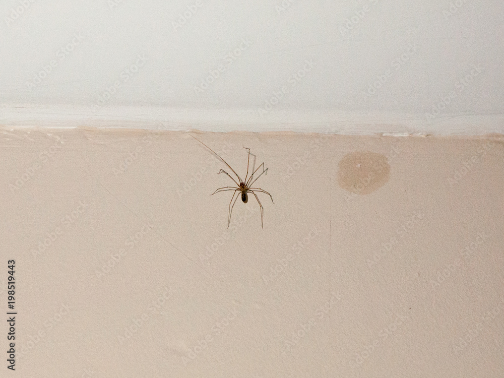common spider inside house on white wall ceiling Stock Photo | Adobe Stock