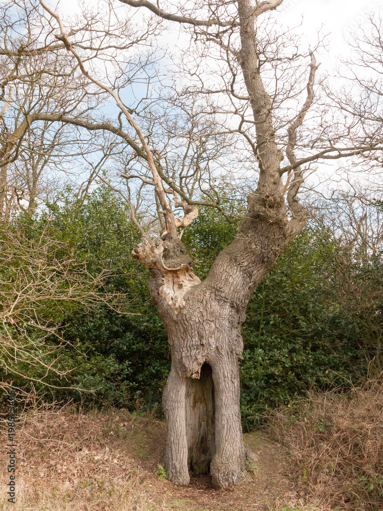 Bare Tree Branch Close Up