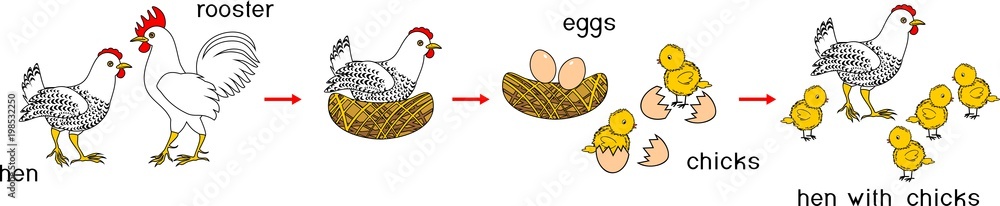 Chicken life cycle with titles. Stages of chicken growth from egg to ...