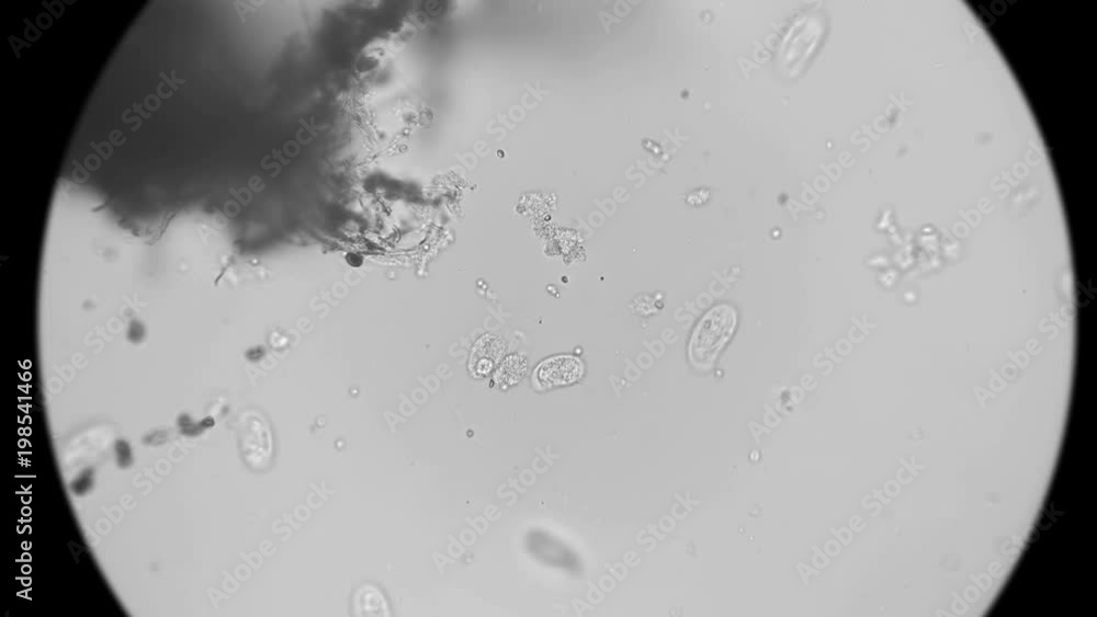 transparent microorganism under the microscope, with internal organs ...