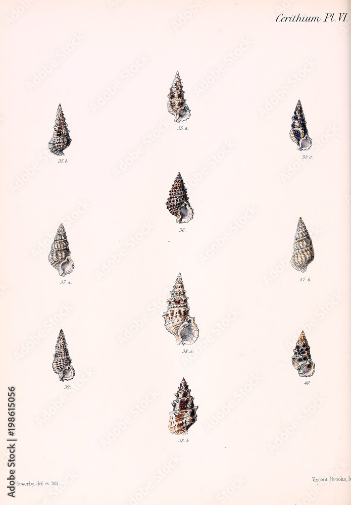 Illustration of shells. Stock Illustration | Adobe Stock