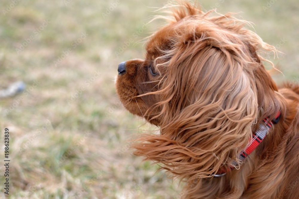 Cute Cavalier King Charles Spaniel Ruby