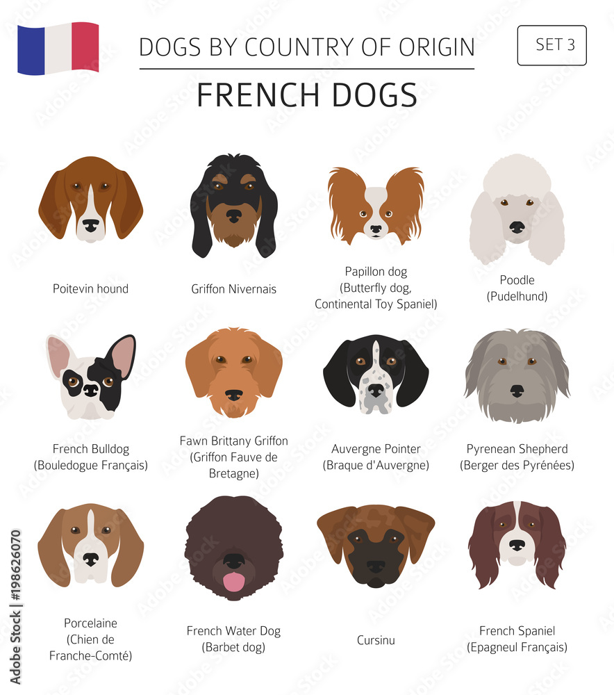 What Is The Origin Of The Dog