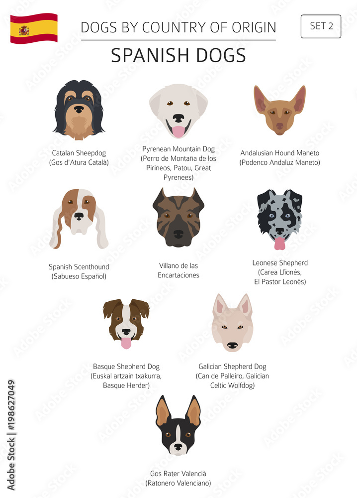 Dogs by country of origin. Spanish dog breeds. Infographic template ...
