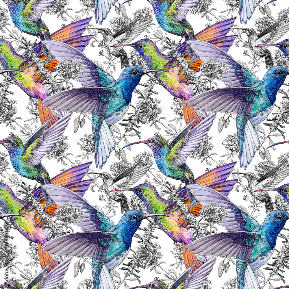 Hand drawn seamless texture with hummingbirds on white background Stock ...