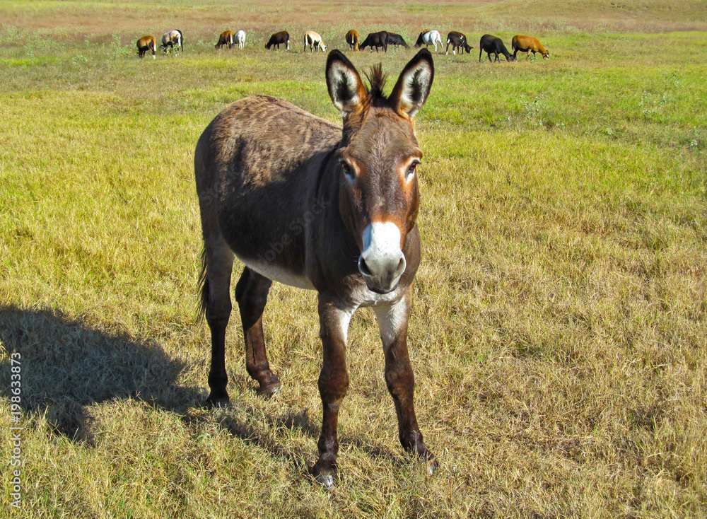 Walking donkey - in front view. Cute animal standing on a farming ...