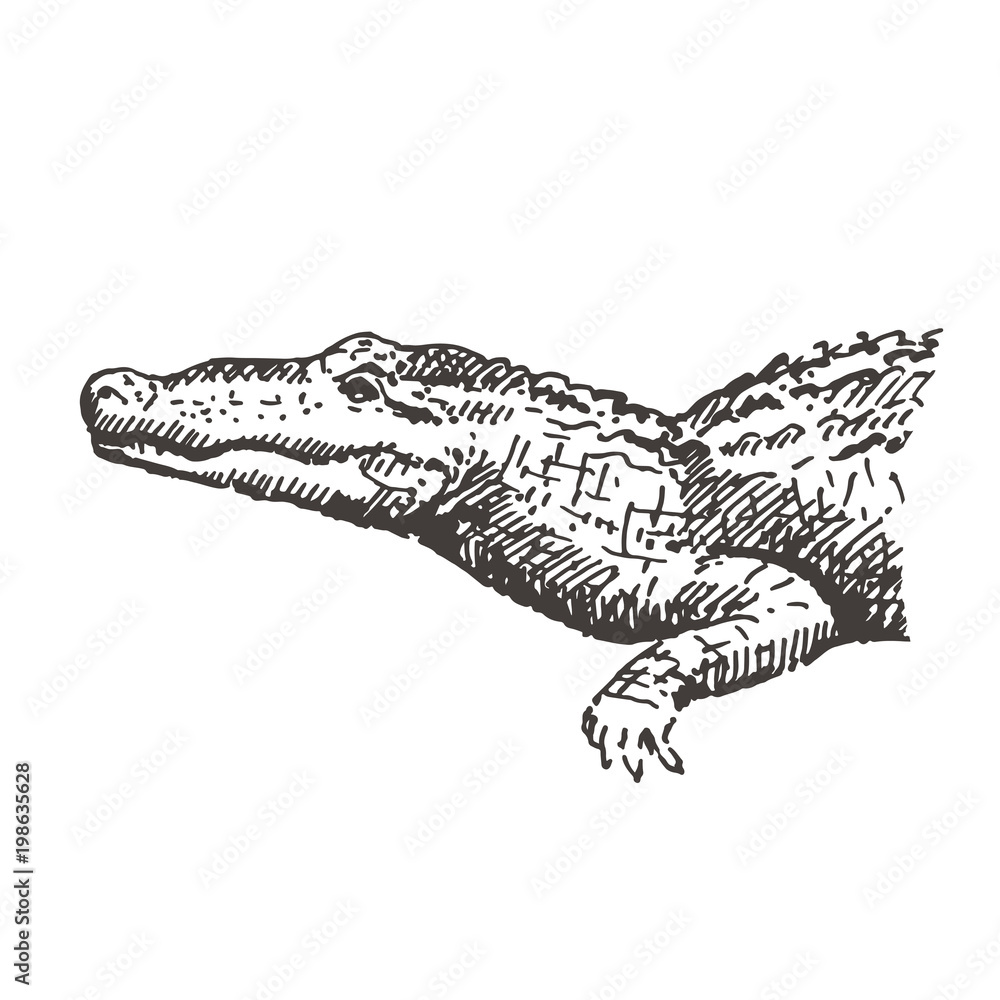 Hand drawn alligator or crocodile. Sketch, vector illustration. Stock ...