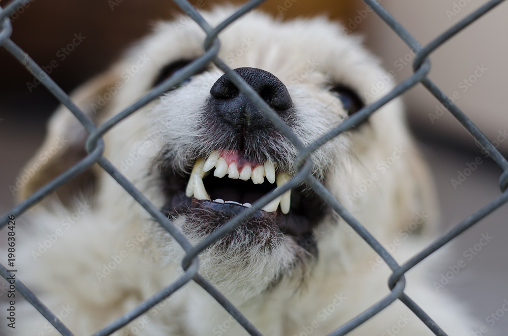 Angry aggressive white dog with crooked bared teeth in a rage behind ...