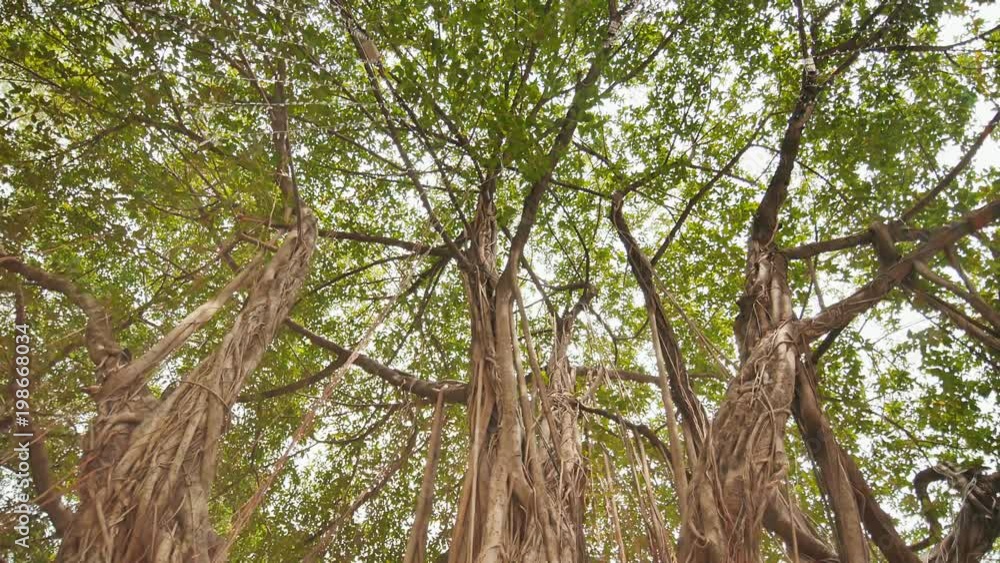 Vídeo do Stock: Rays of light shine through the Banyan tree in the ...