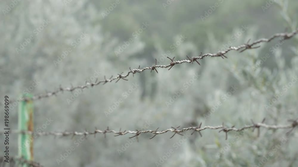 Oxidized wire barbed fence with thorns and spines moving in a forest ...