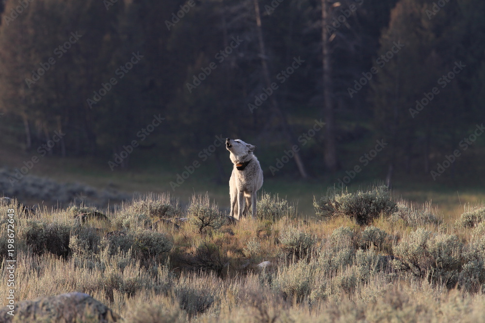Chief Wolf 472F Agates pack wild, non-captive wolf - Yellowstone ...