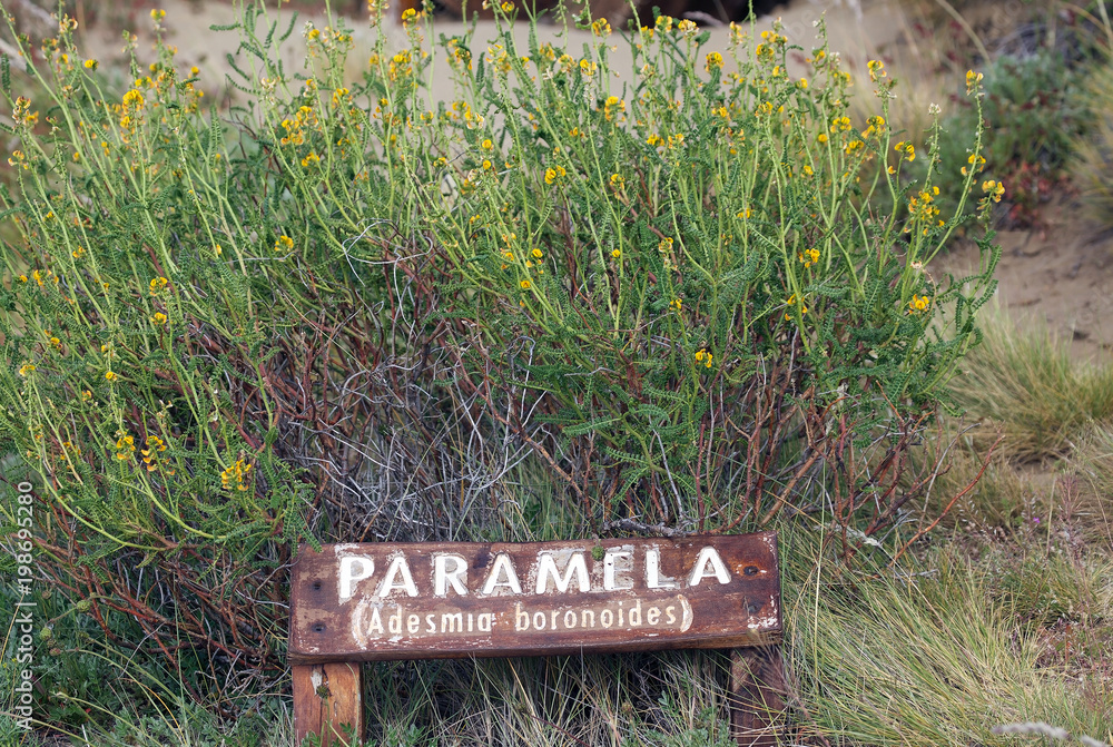 Paramela (Adesmia boroniodes) at Laguna Nimez, a wildlife reserve at El ...