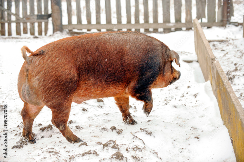 Big producer of red wild boar. Meat breed of pigs Duroc. Pigs grazing ...