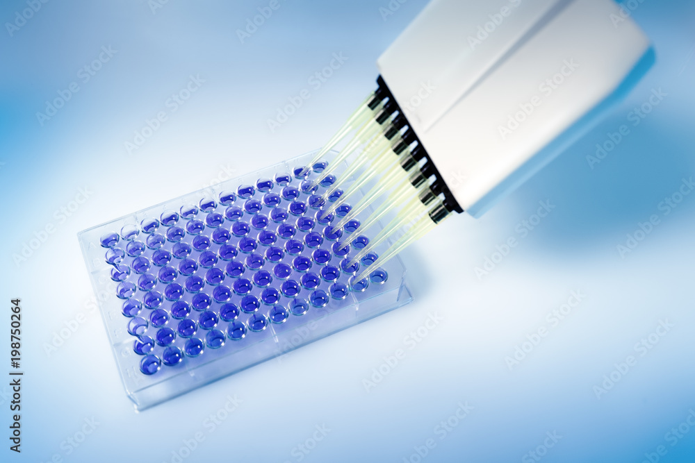 Multichannel pipette and microplate with 96 wells in the lab / Multi ...