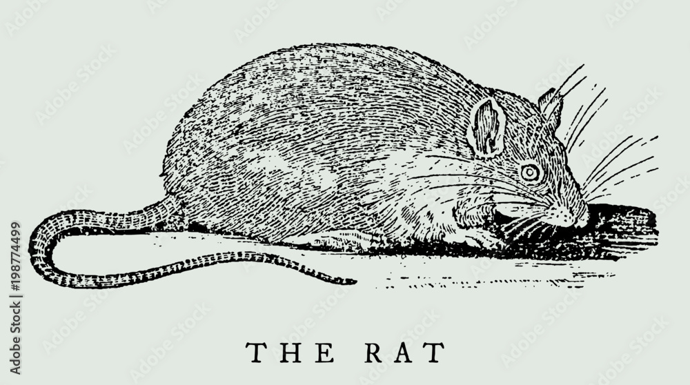 The rat in side view, after antique woodcut engraving from 17th century ...