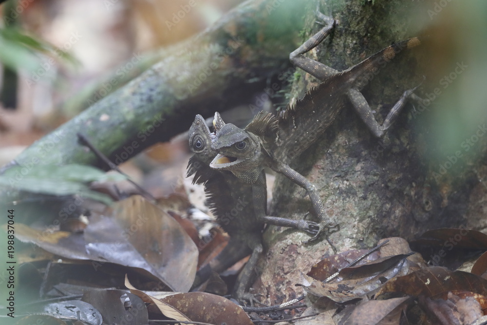 Borneo Anglehead Lizard, photo in Danum valley Borneo Stock Photo ...