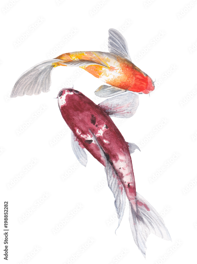 Koi Carp Watercolor painting. Watercolor hand painted cute animal ...