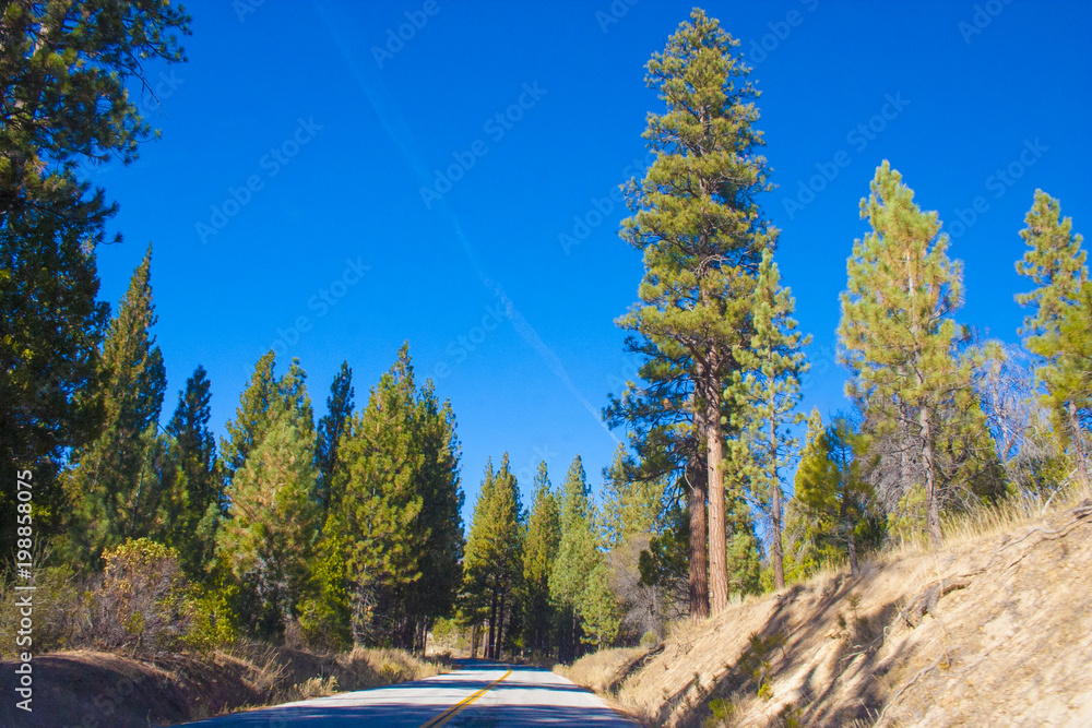 Giant pine trees in Sequoia National Park. Stock Photo | Adobe Stock