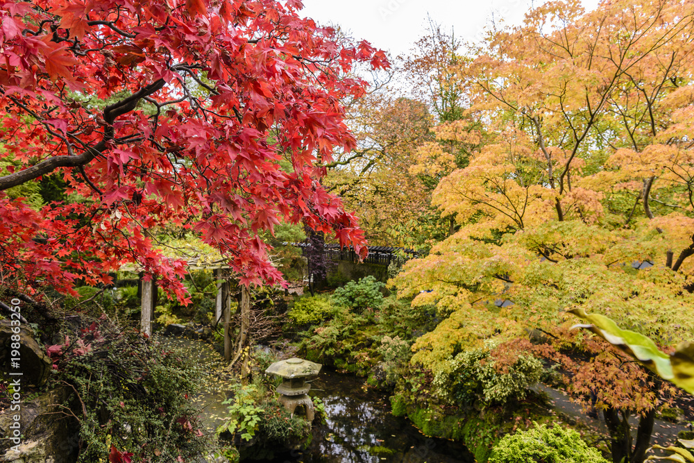 Acer Palmatium trees with red and orange foilage during autumn at the ...