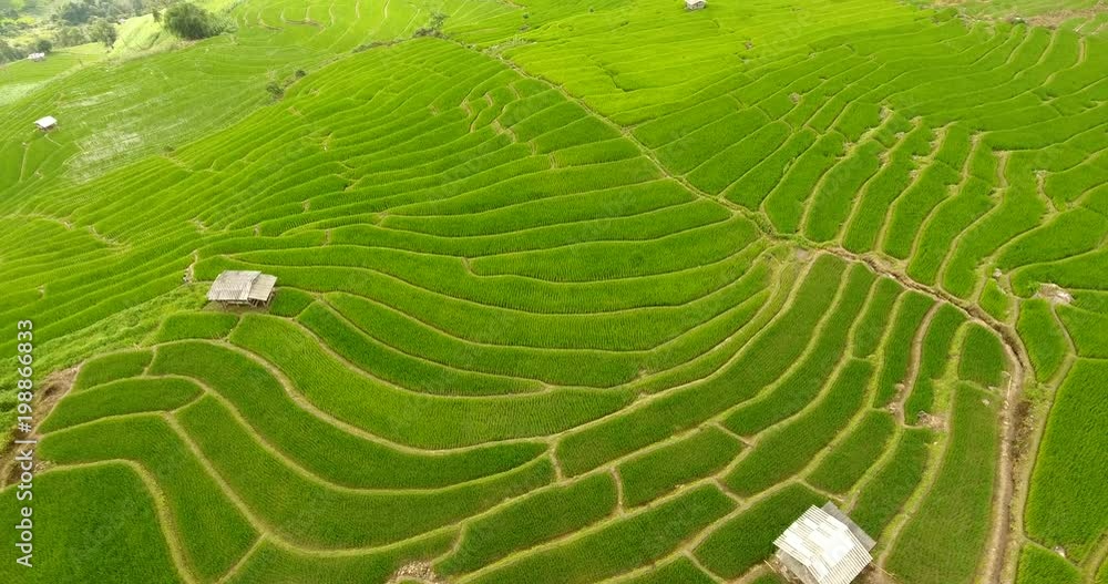 Asian rice field terrace on mountain side, lush agriculture land. Rice ...