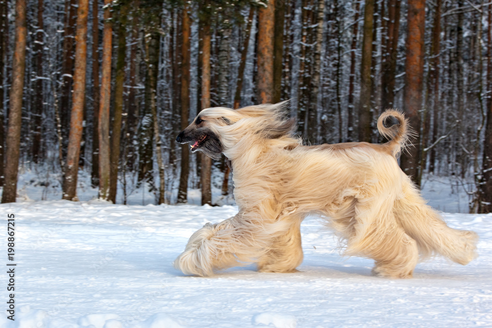 Afghan Hound Running