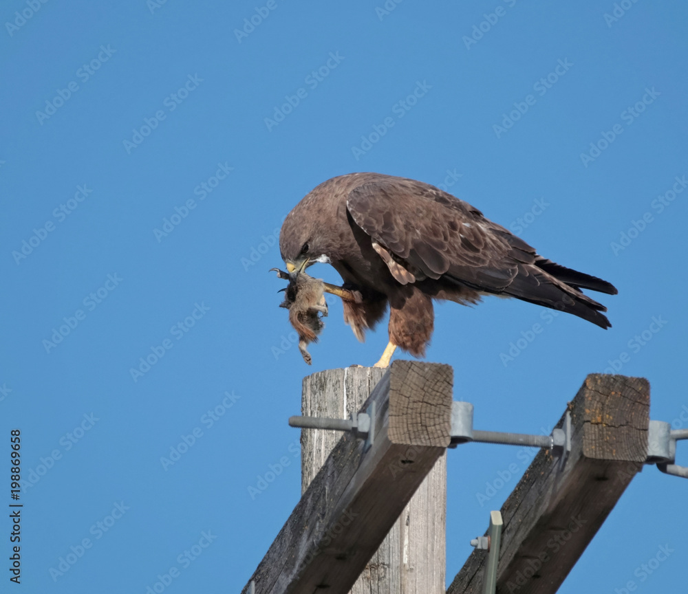 swainson's hawk eating a prairie dog on top of a pole Stock Photo ...
