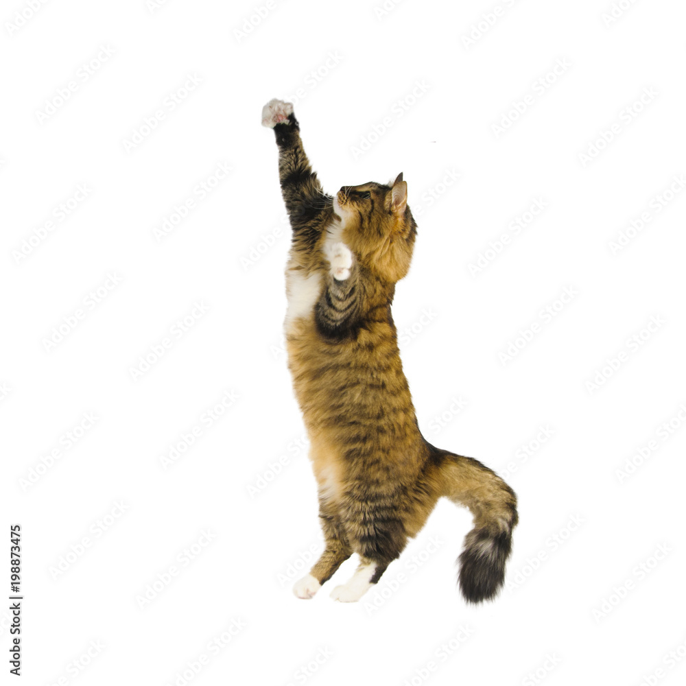 Jumping Cat White Background