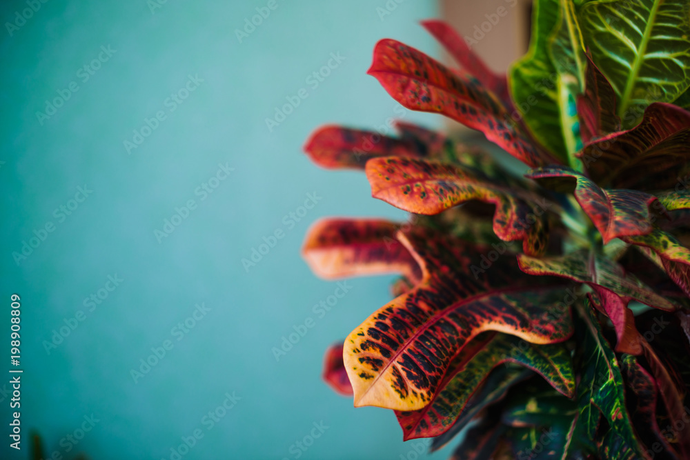 Foto Stock Big multicolored leaves of croton on the blue wall ...