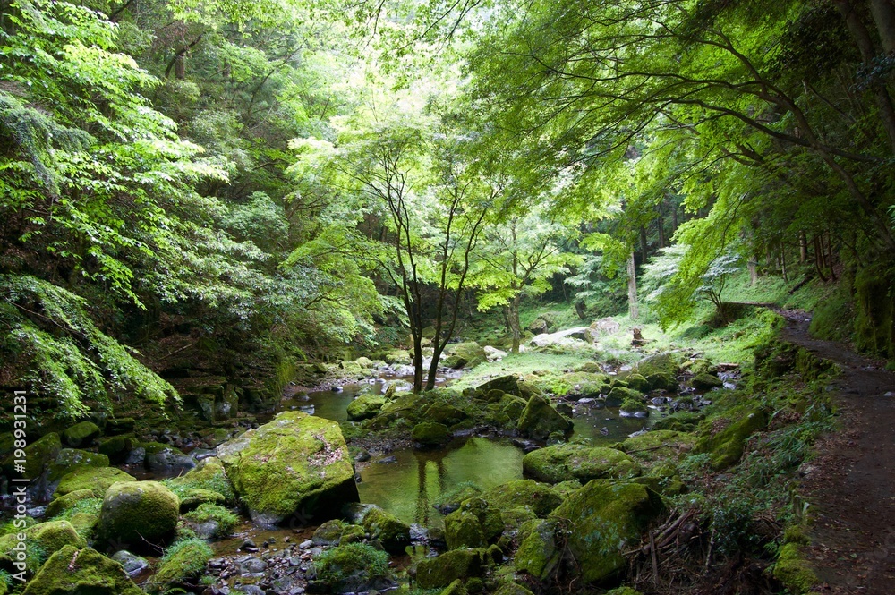 Photo & Art Print Akame 48 Waterfalls: Mystic scenery with giant trees ...