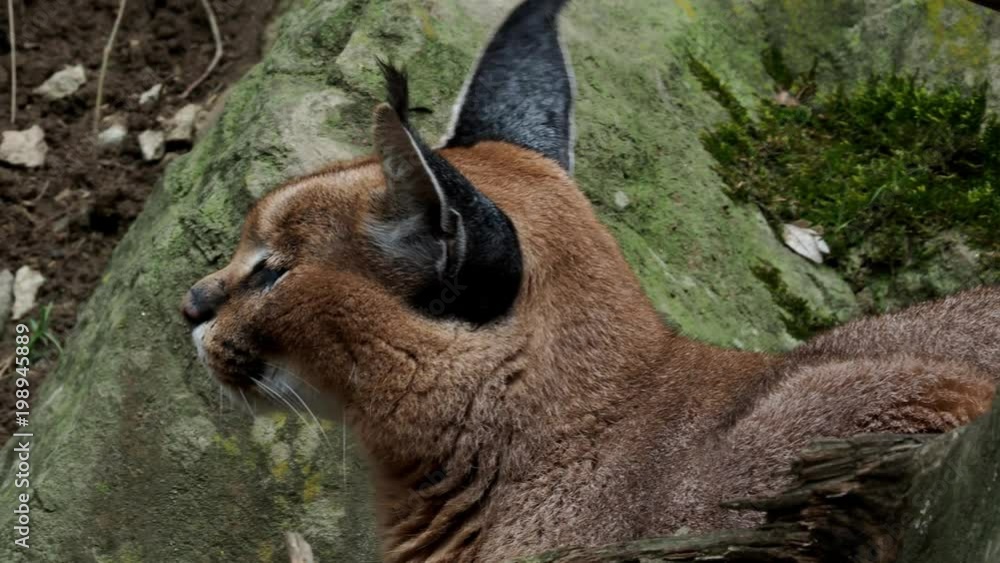Portrait desert cats Caracal (Caracal caracal) or African lynx with ...
