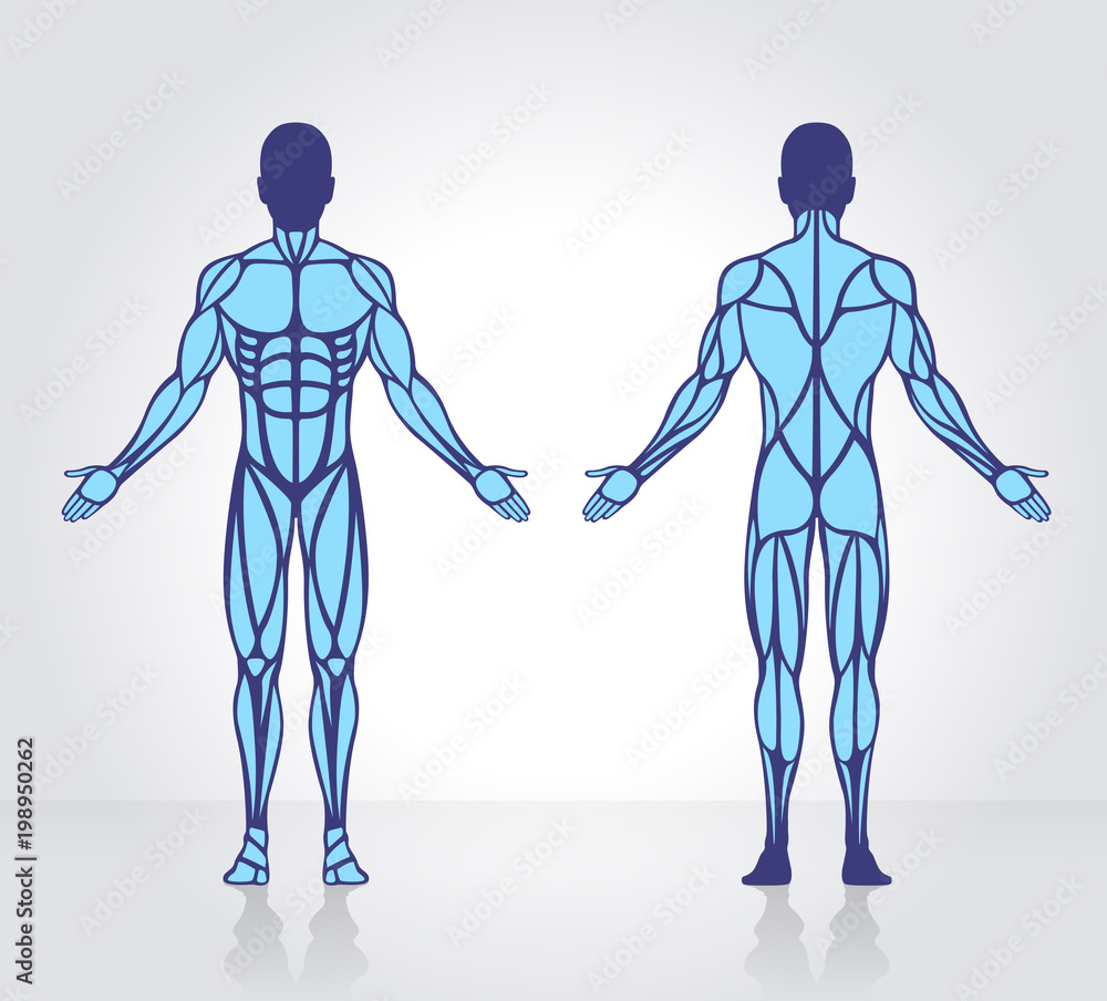 Human muscles anatomy model vector Stock Vector | Adobe Stock