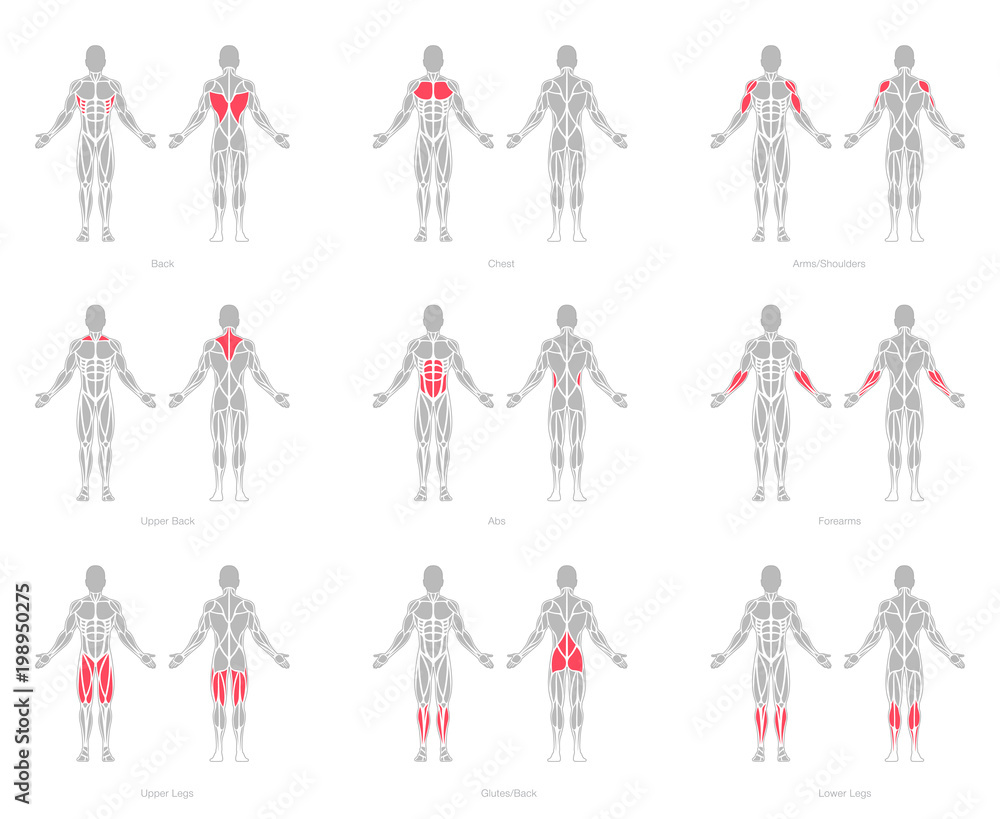 Human muscles anatomy model vector Stock Vector | Adobe Stock