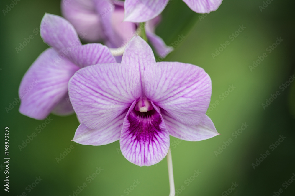 Dendrobium is a huge genus of orchids. There are in south, east and ...