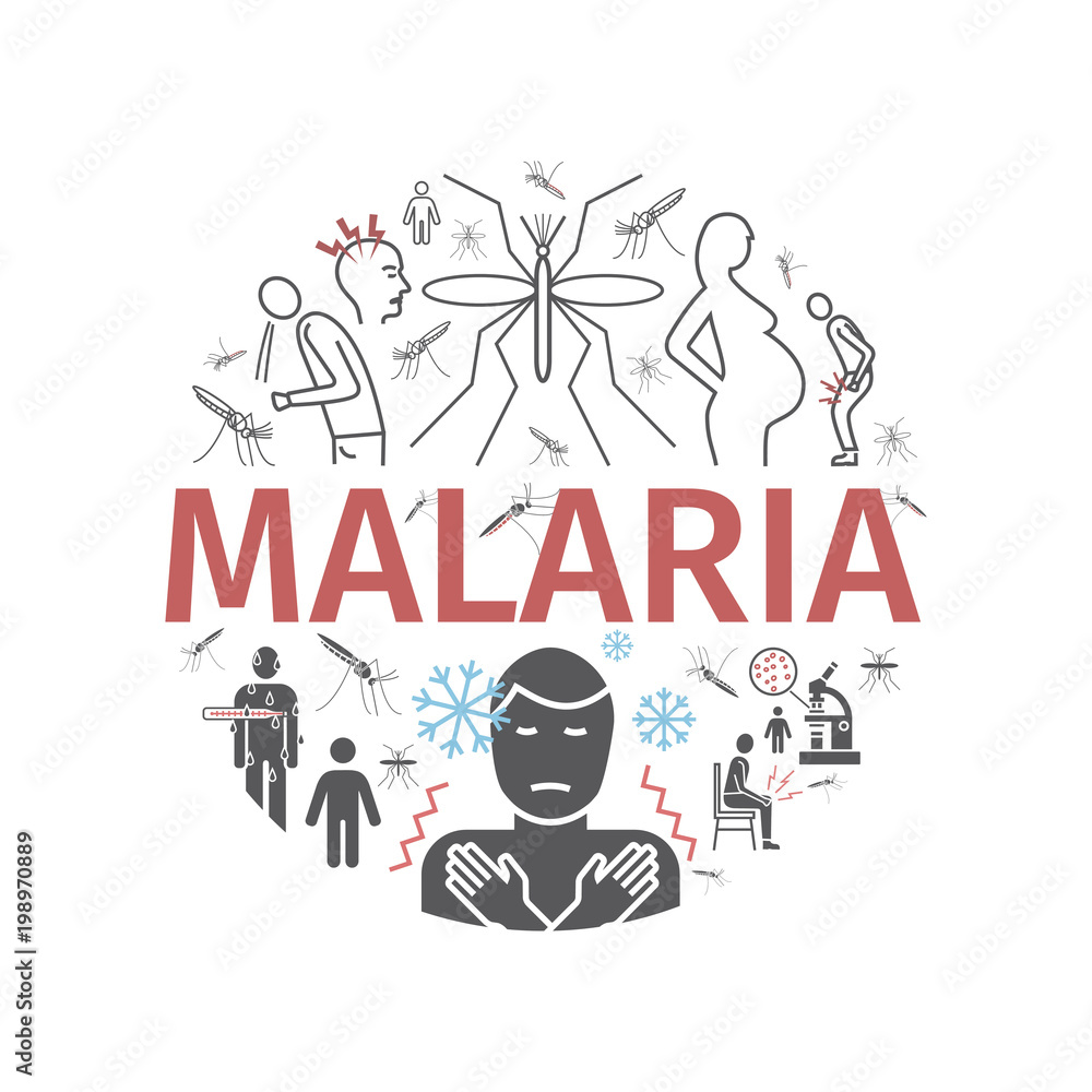 Malaria line icon banner. Infographics. Symptoms, Vector signs for web ...