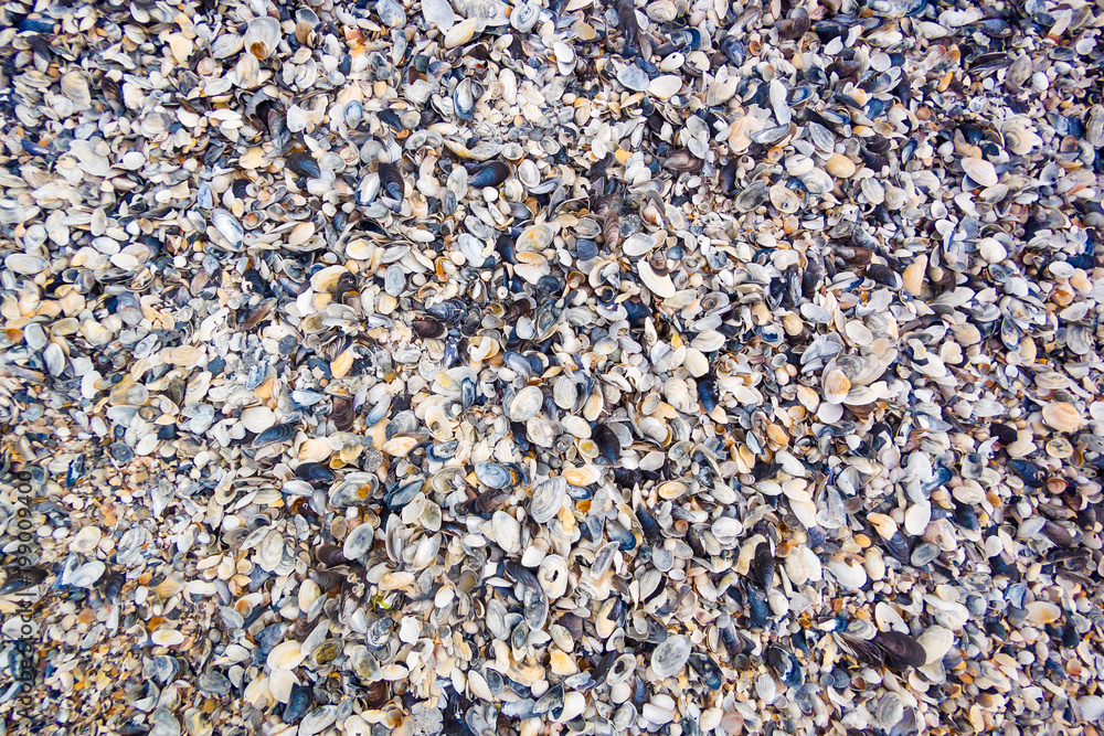 Textures of shells and sand on the sea shore, close up beautiful ...