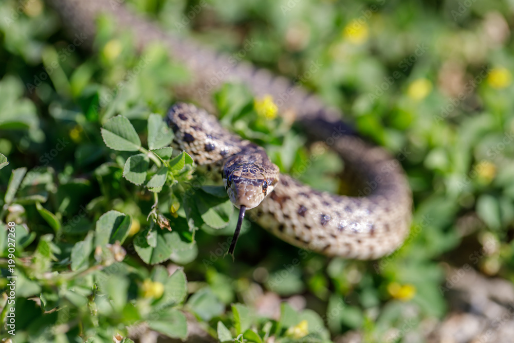 Pacific Gopher Snake (Pituophis catenifer catenifer) sticking out ...