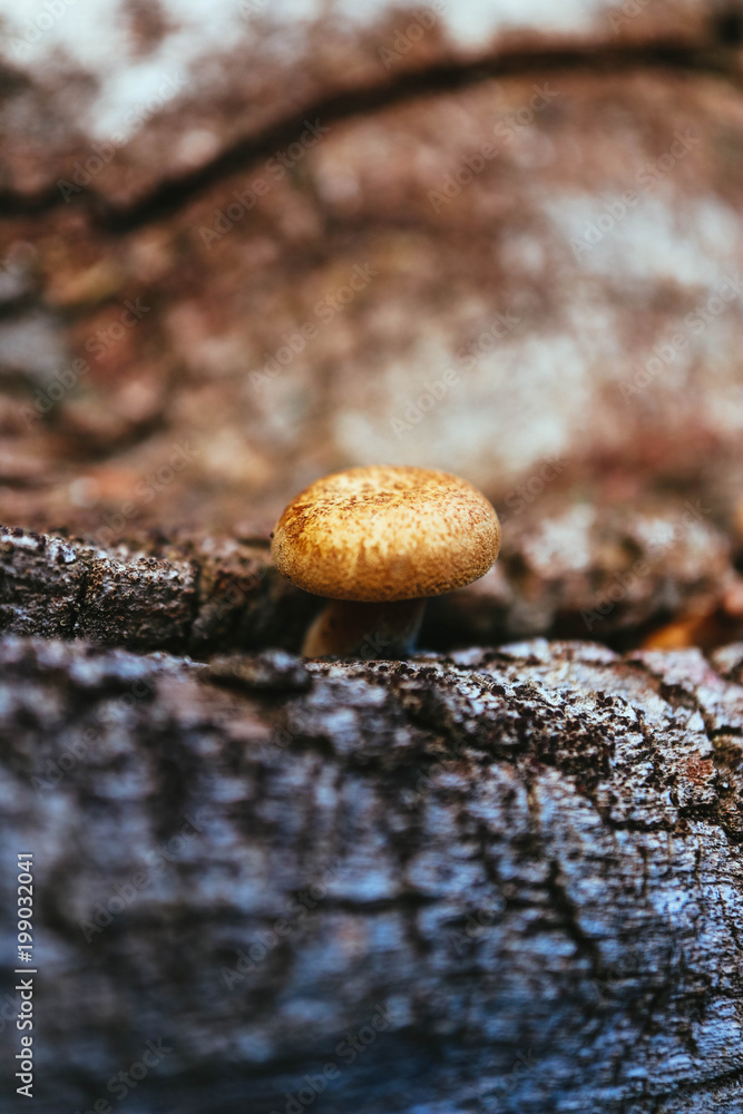 Grey detailed colorful fungi growing in the forest pine trunk, macro ...