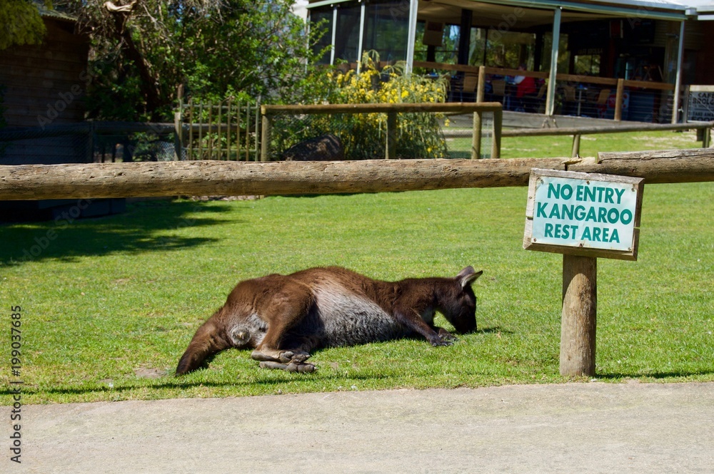 No Entry Kangaroo Rest Area: Cute furry brown kangaroo mother with the ...