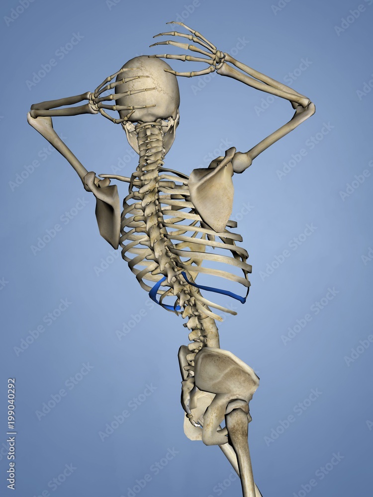 Tenth Rib, Rib Cage, 3D Model Stock Illustration | Adobe Stock