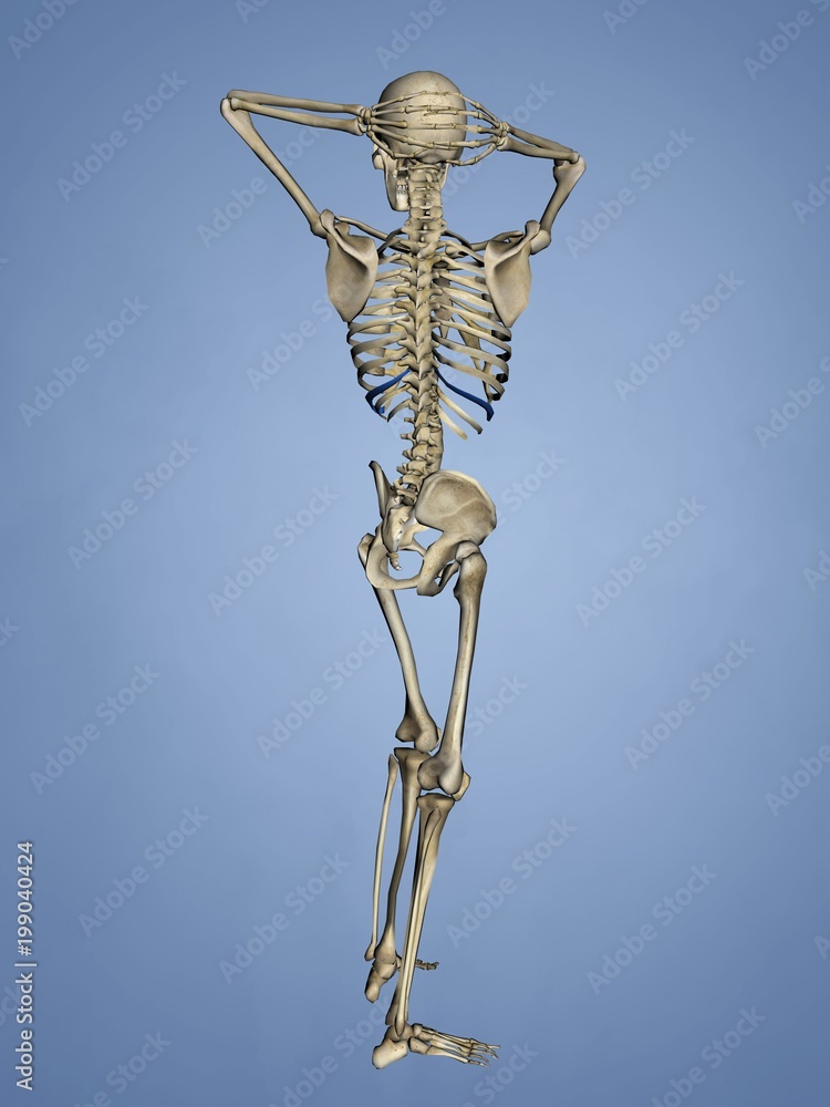 Tenth Rib, Rib Cage, 3D Model Stock Illustration | Adobe Stock