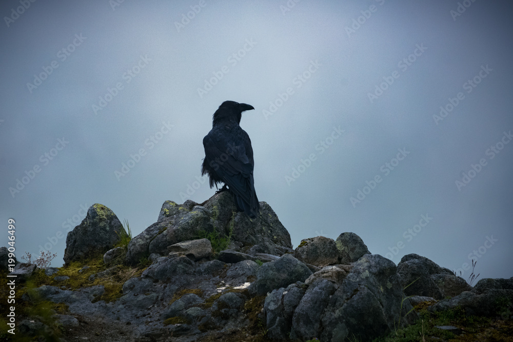 Raven the Trickster II Stock Photo | Adobe Stock