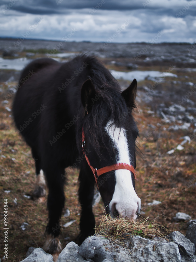 Caballo negro con manchas blancas en Irlanda Stock Photo | Adobe Stock