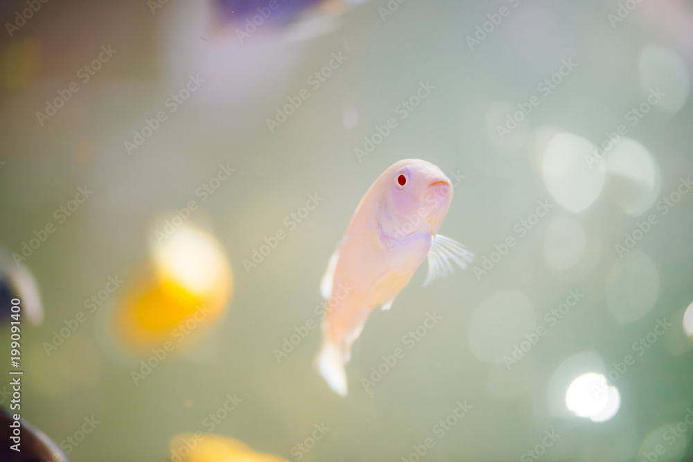 Albino Zebras fish floats in aquarium. Metriaclima pyrsonotos, cichlids ...