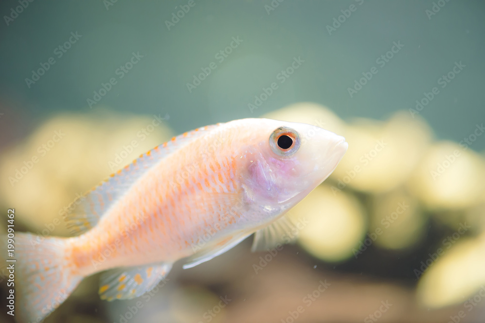 Albino Zebras fish floats in aquarium. Metriaclima pyrsonotos, cichlids ...